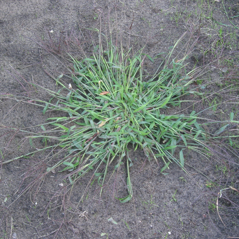 Crabgrass, Large: A Hairy Summer Annual | Phoenix Environmental Design Inc.