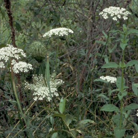 Wild Carrot: Nuisance Weed or Garden Veggie? | Phoenix Environmental ...
