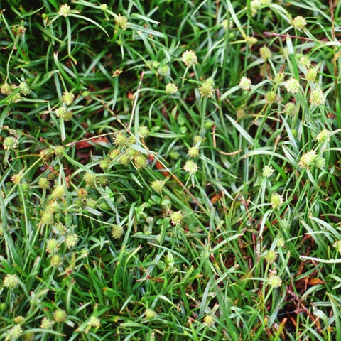 Kyllinga: A Shiny, Spiky Summer Perennial - Phoenix Environmental ...